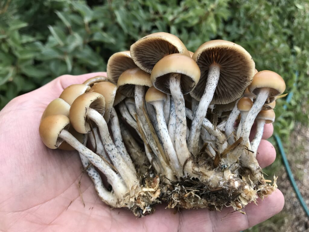 Mushroom Medicine Class – Native Roots Healing